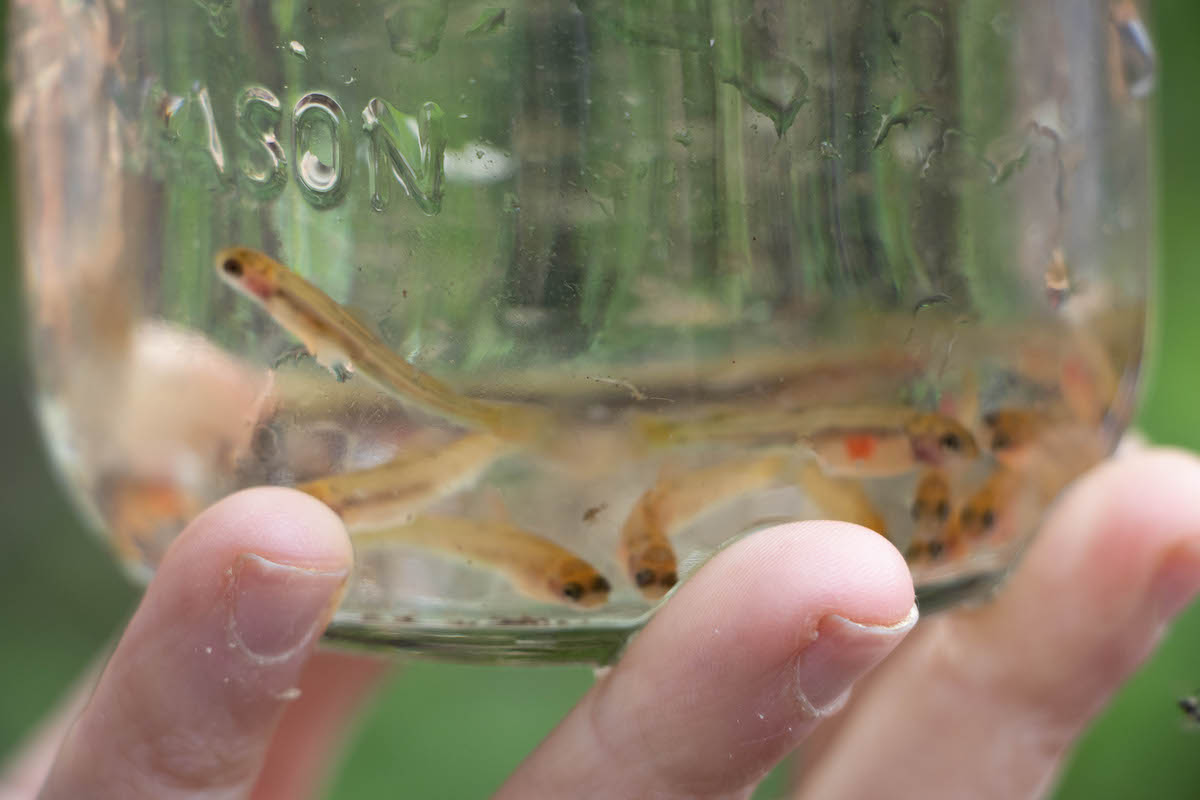 Elementary Students Release Juvenile Atlantic Salmon Ginu